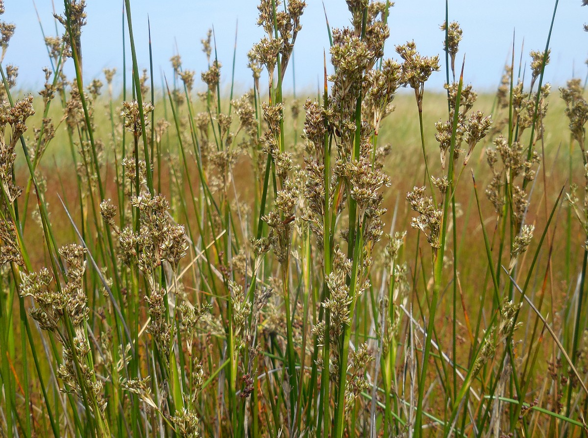 Juncus maritimus, Sea Rush